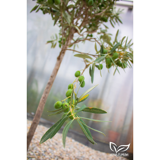 Olajfa bonsai, Olea europaea eladó | Citrus és Pálma - Kertészet Webshop
