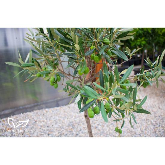 Olajfa bonsai, Olea europaea eladó | Citrus és Pálma - Kertészet Webshop