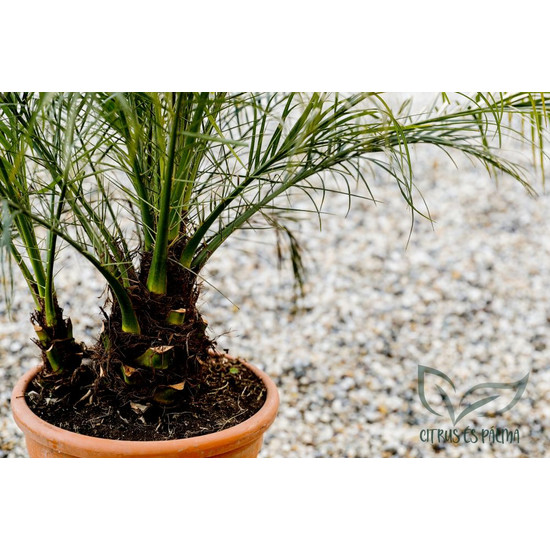 Törpe datolyapálma eladó | Citrus és Pálma - Kertészet Webshop
