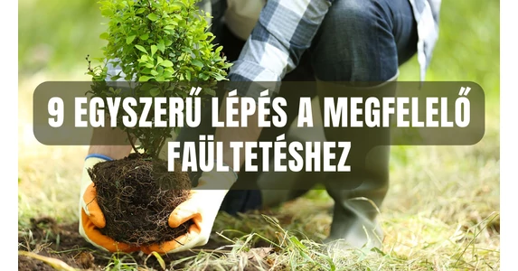 Cum se plantează un copac - Citrice și palmieri