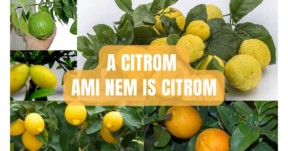 A citrom, ami nem is citrom
