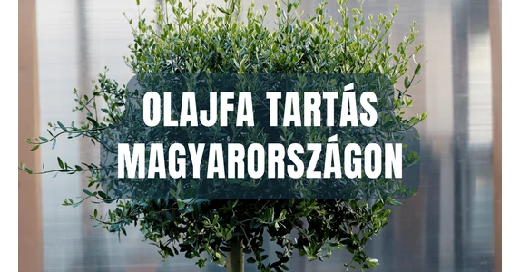 Olajfa nevelése Magyarországon | Citrus és Pálma - Kertészet