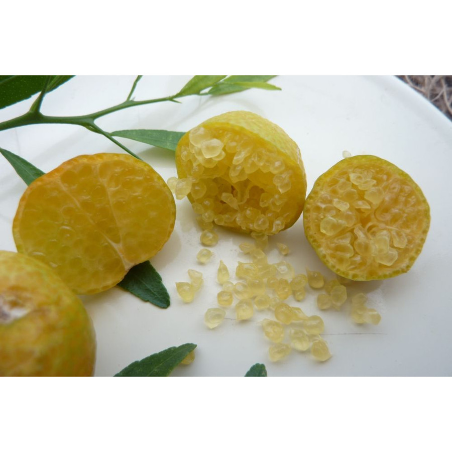 Clementino, Mandarin fa | Citrus és Pálma - Kertészet Webshop