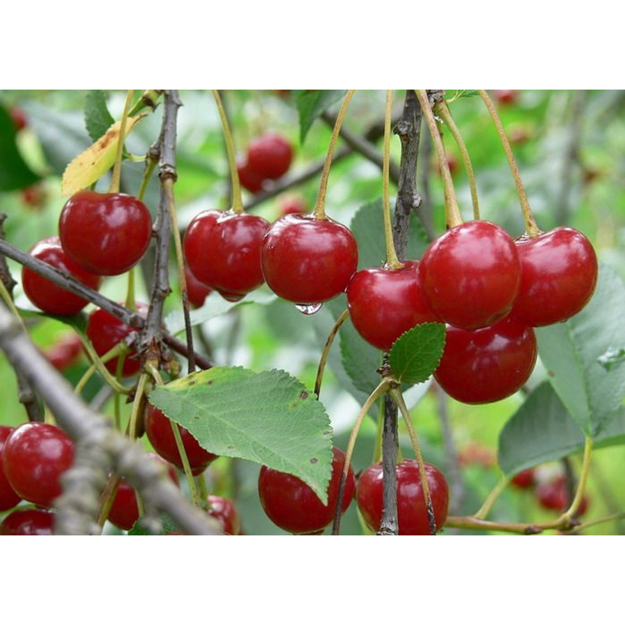 Debreceni bőtermő meggyfa | Citrus és Pálma - Kertészet Webshop