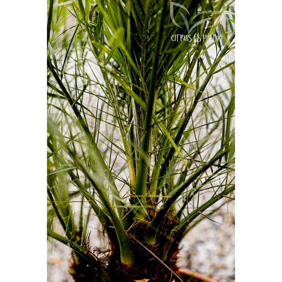 Törpe datolyapálma eladó | Citrus és Pálma - Kertészet Webshop