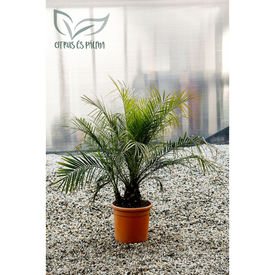 Törpe datolyapálma eladó | Citrus és Pálma - Kertészet Webshop